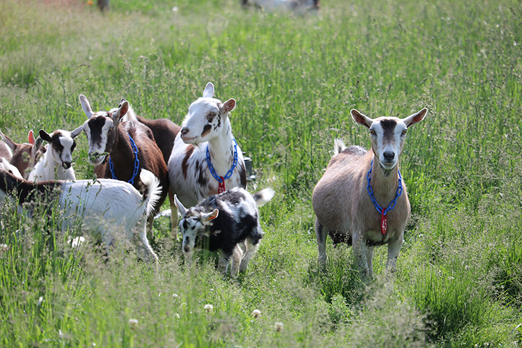 What to do When it's Time to Dry Off a Dairy Goat - Goat Journal